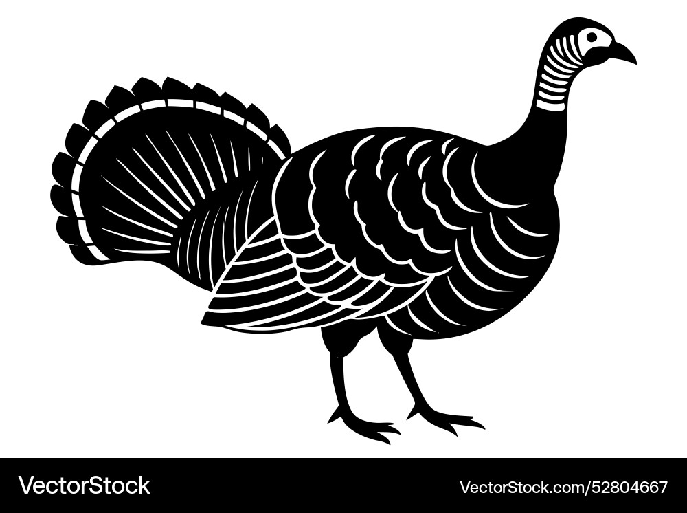 Wild turkey Royalty Free Vector Image - VectorStock