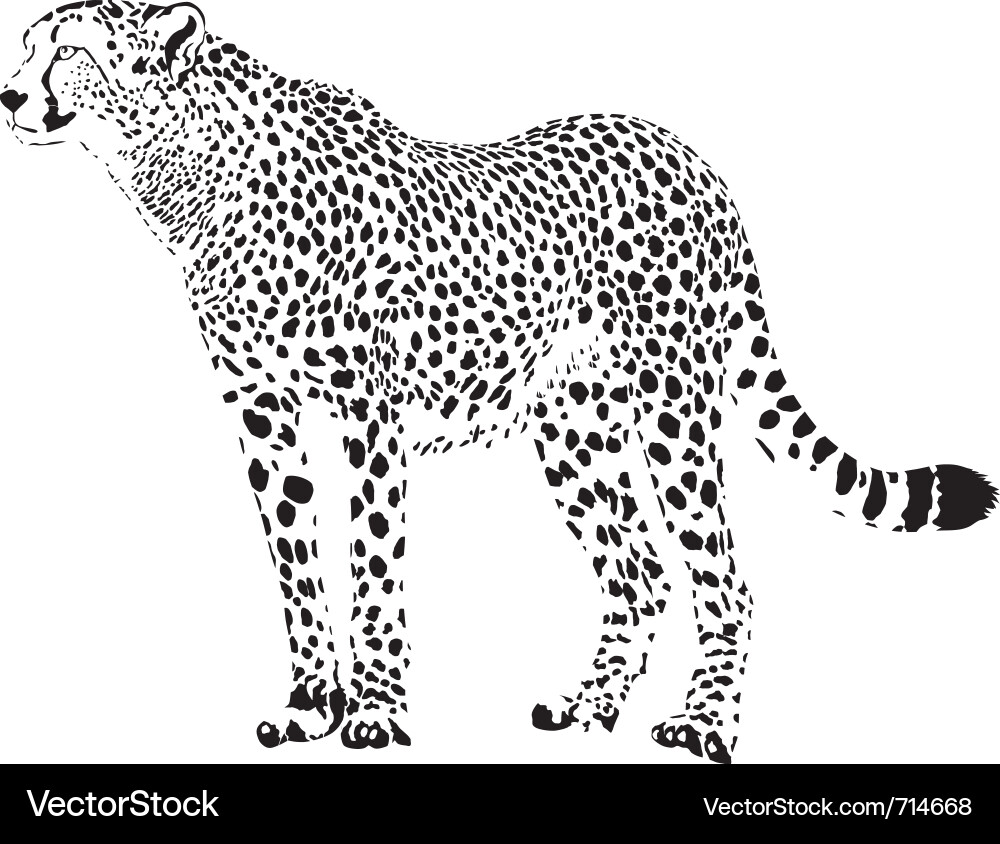 Cheetah Royalty Free Vector Image - VectorStock