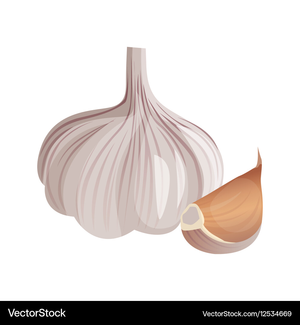 Isolated Garlic Bulb with Clove Royalty Free Vector Image