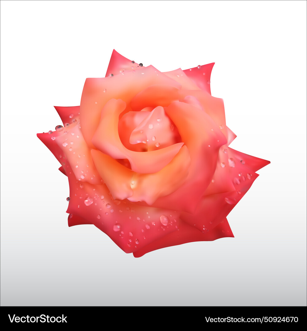 Realistic pink rose design Royalty Free Vector Image