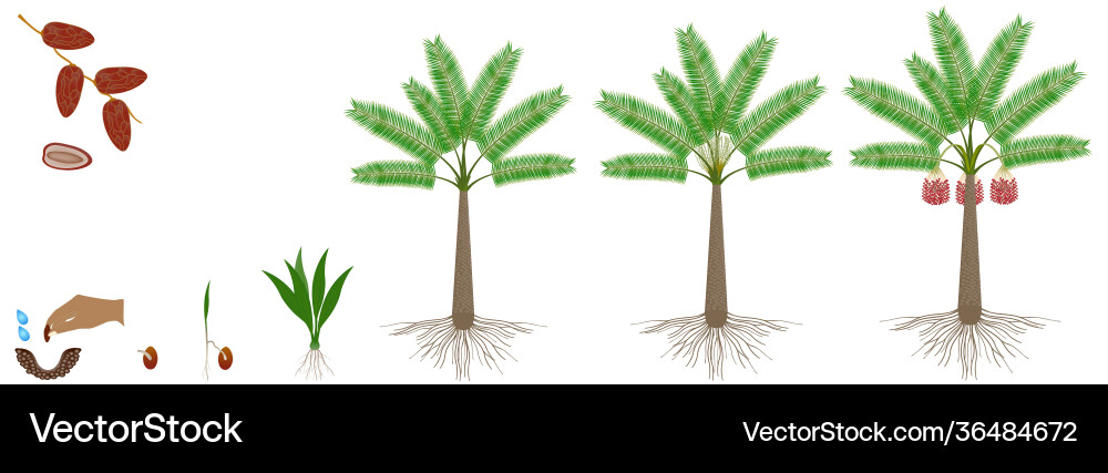 Cycle growth date palm tree Royalty Free Vector Image