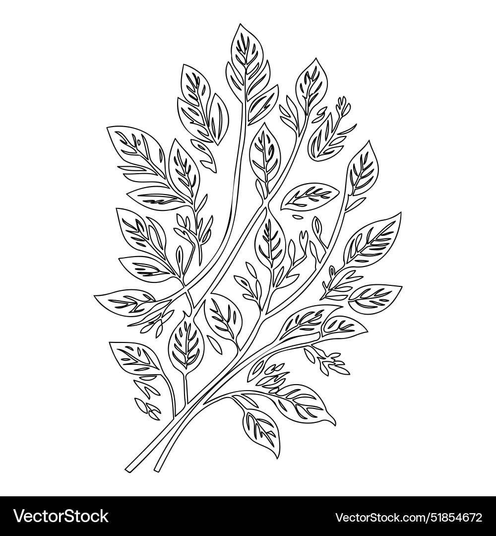 Rowan leaf floral outline sketch Royalty Free Vector Image