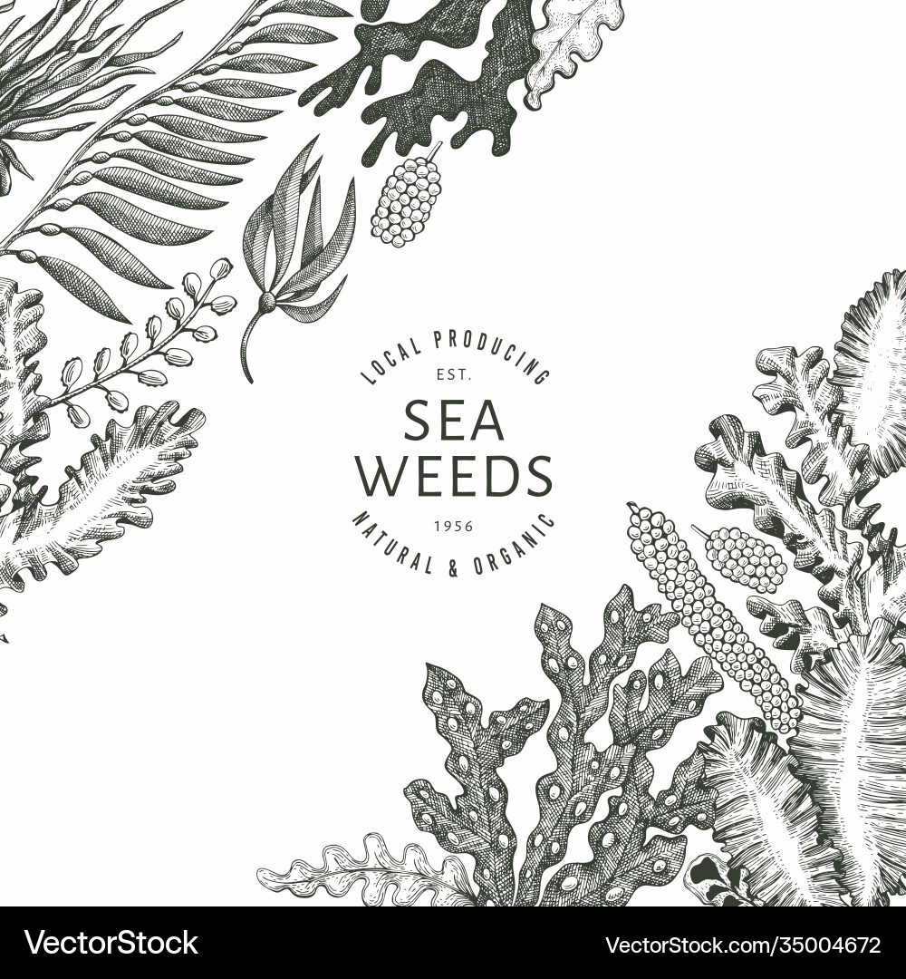 Seaweed design template hand drawn seaweeds Vector Image