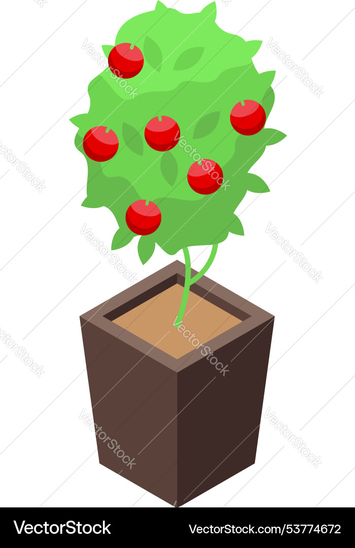 Small apple tree growing in a pot isometric Vector Image