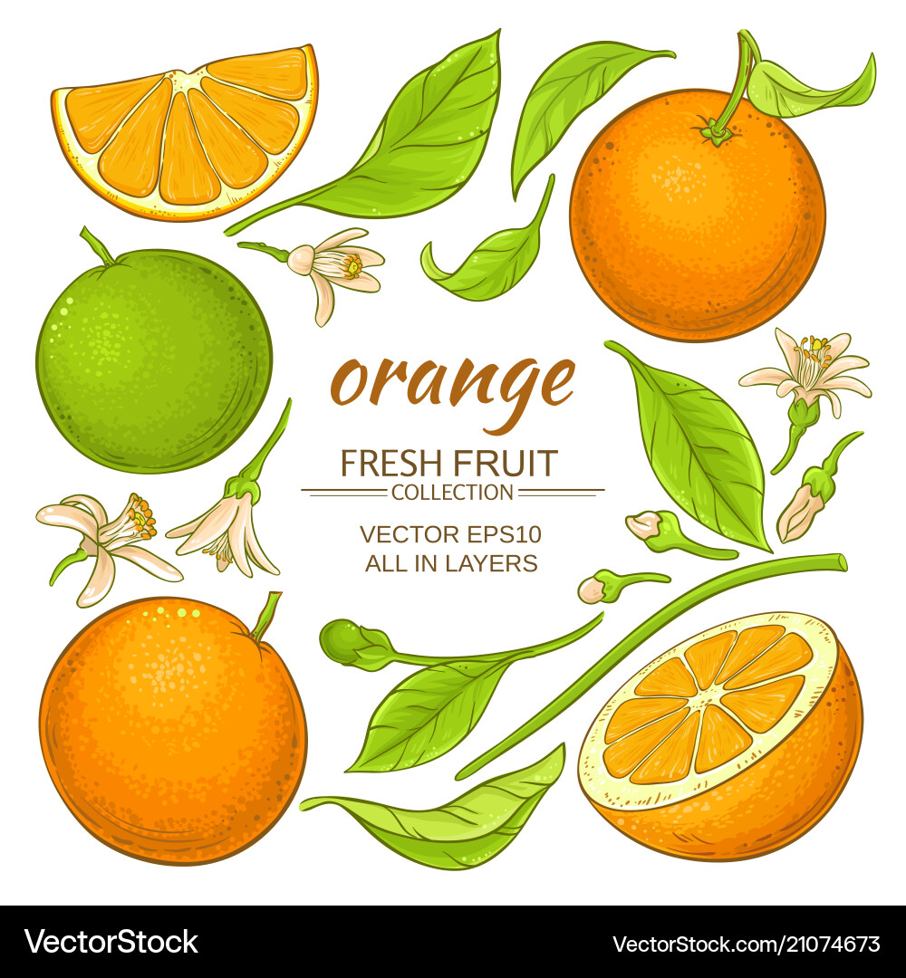 Orange elements set Royalty Free Vector Image - VectorStock