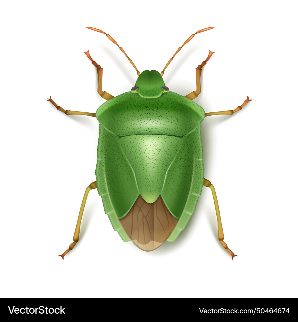 Green stink bug Royalty Free Vector Image - VectorStock