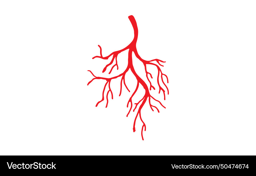 Human veins and arteries Royalty Free Vector Image