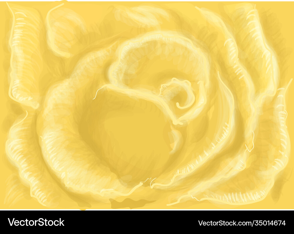 Yellow rose Royalty Free Vector Image - VectorStock
