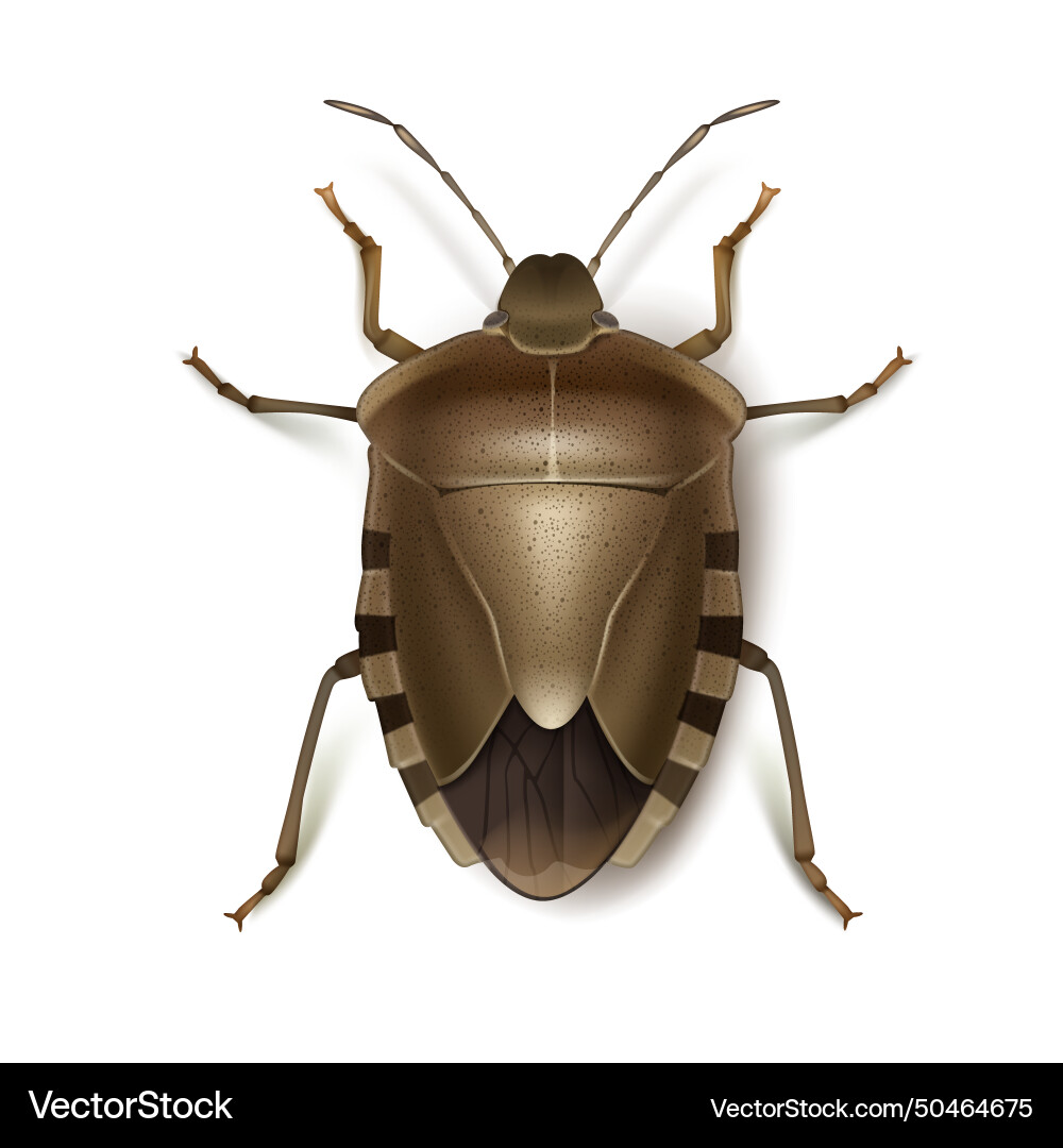 Brown shield bug Royalty Free Vector Image - VectorStock