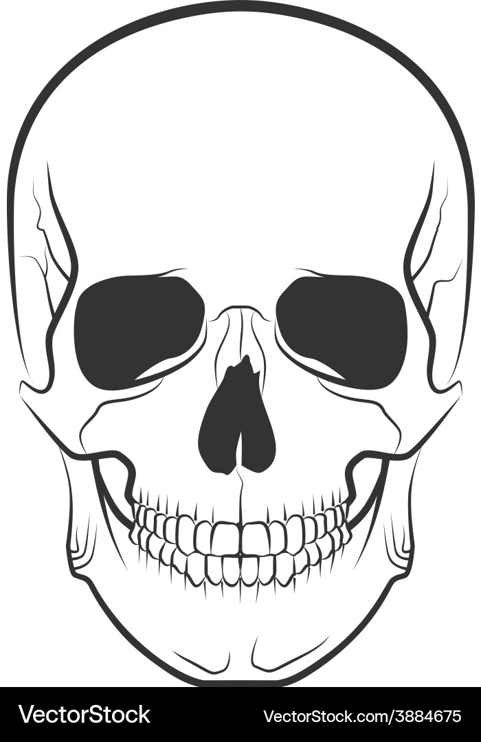 Skull Royalty Free Vector Image - VectorStock