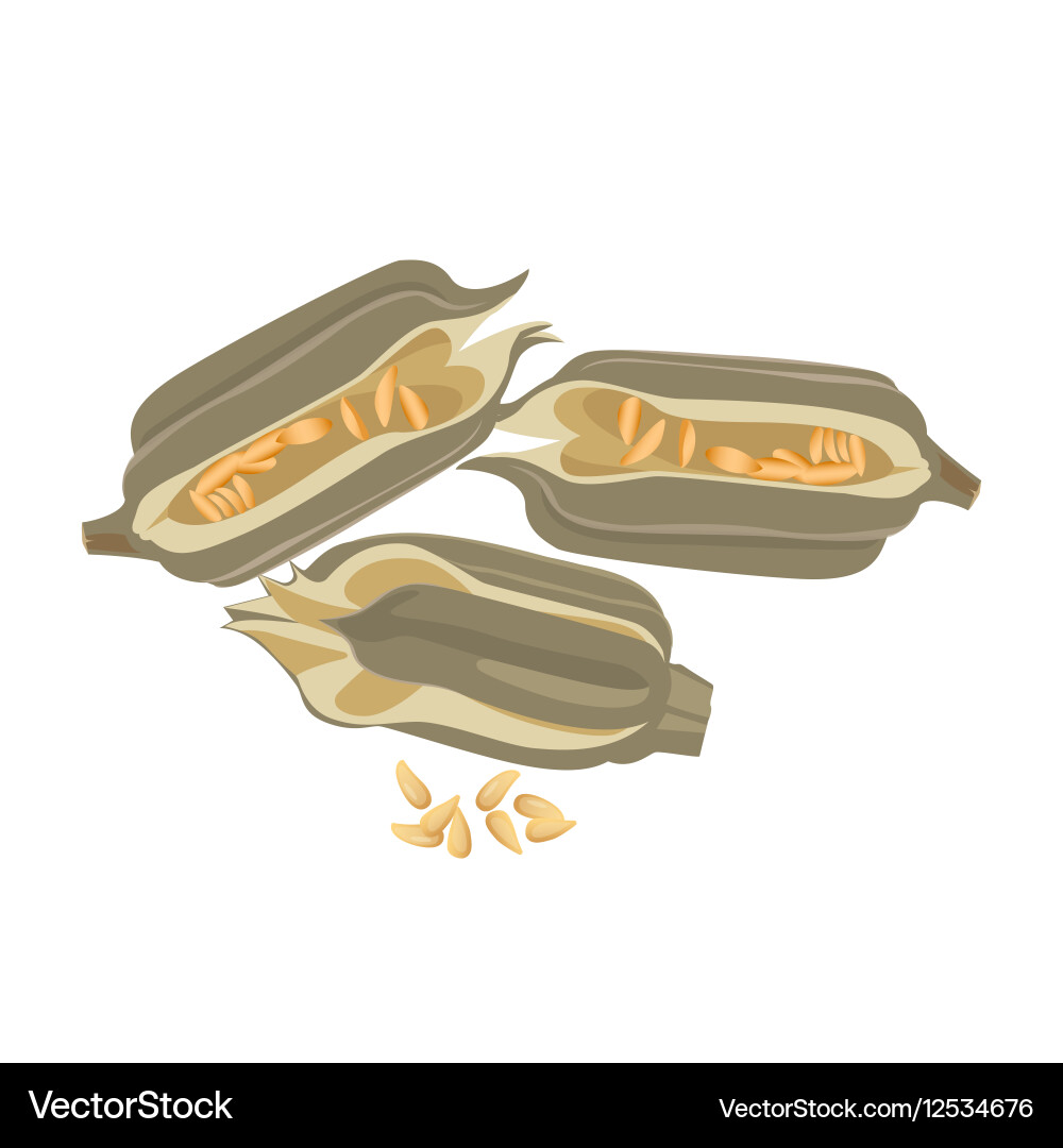 Sesame isolated on white background seeds Vector Image