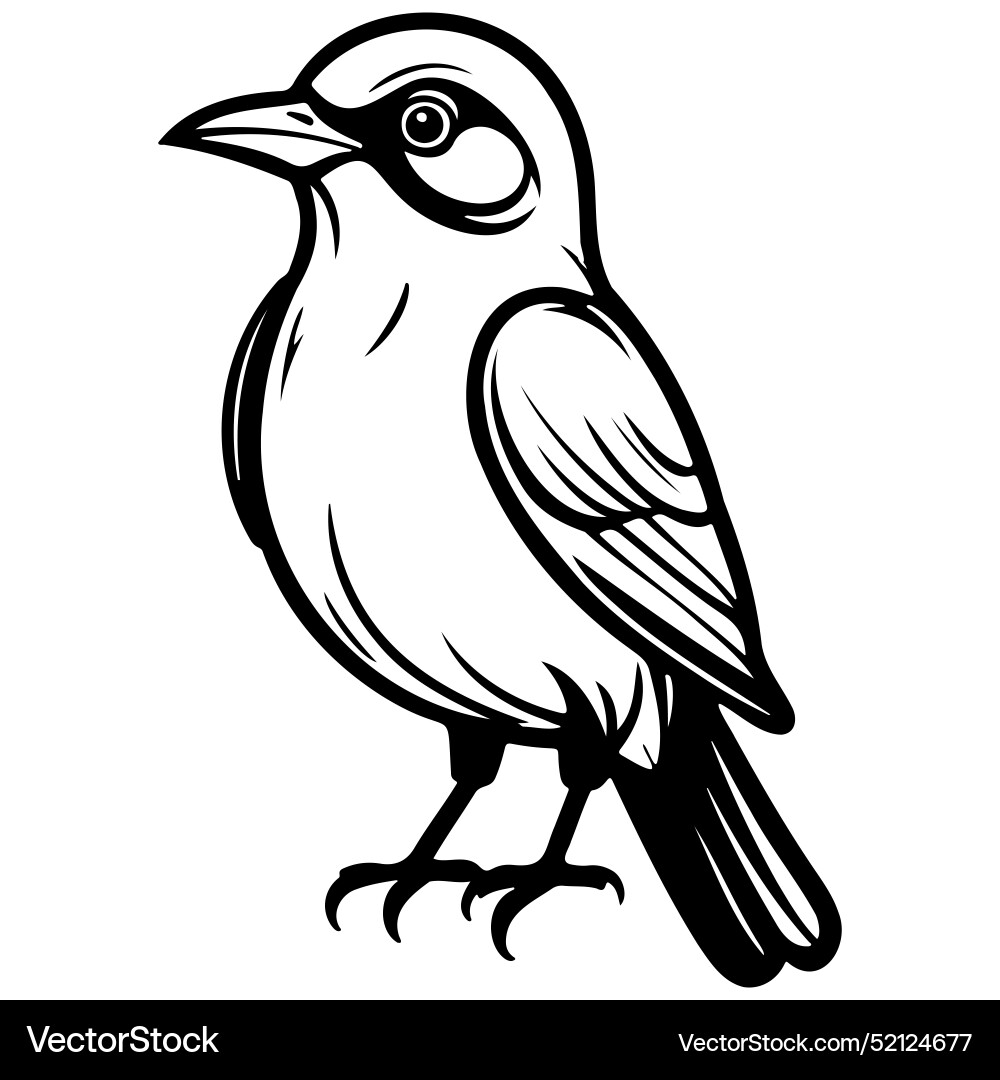 Bird drawing realistic hand line art Royalty Free Vector
