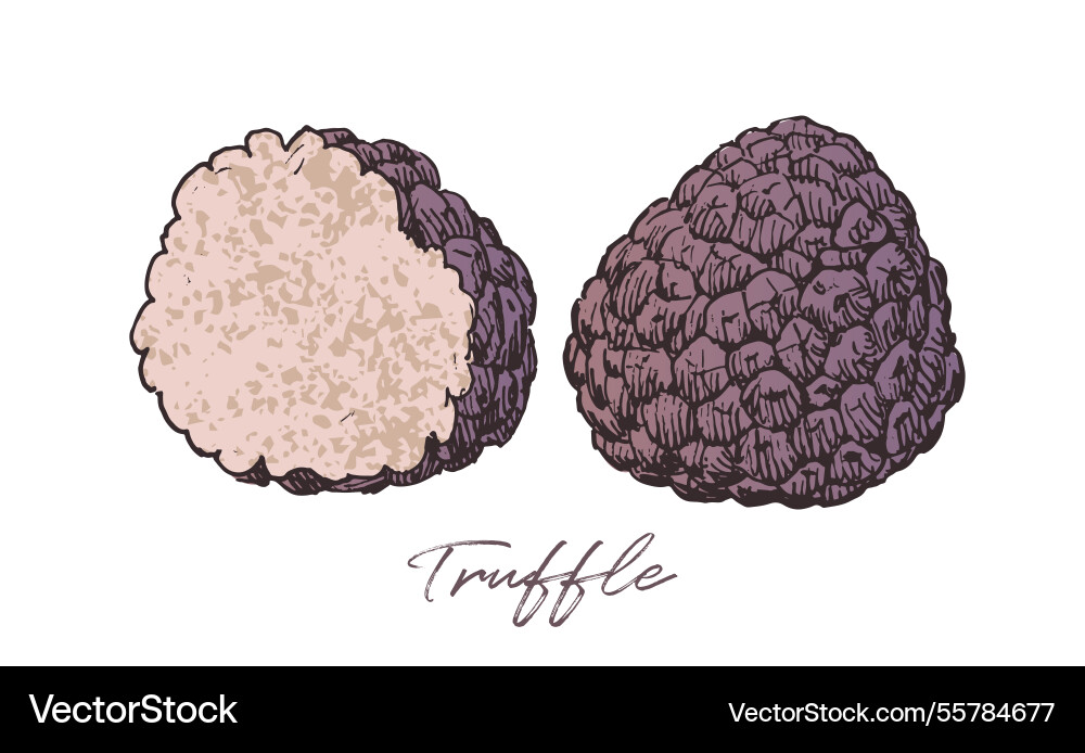 Truffle mushroom sketch drawing Royalty Free Vector Image