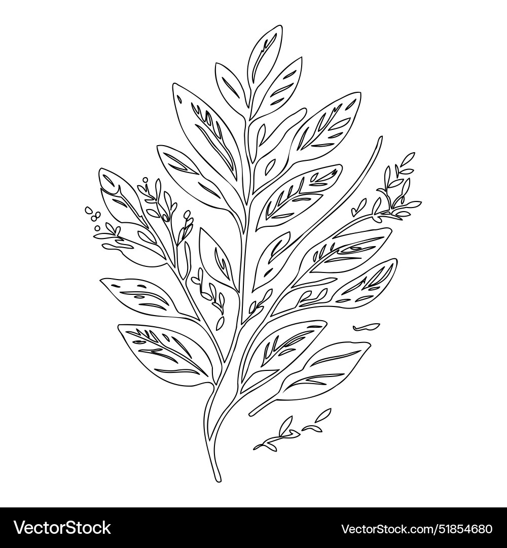 Rowan leaf floral outline sketch Royalty Free Vector Image