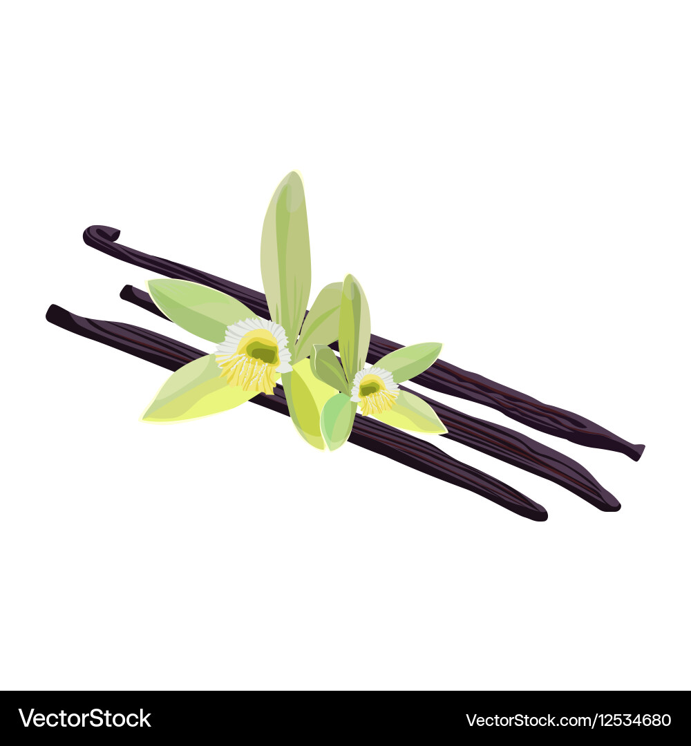 Vanilla sticks isolated on white background Vector Image