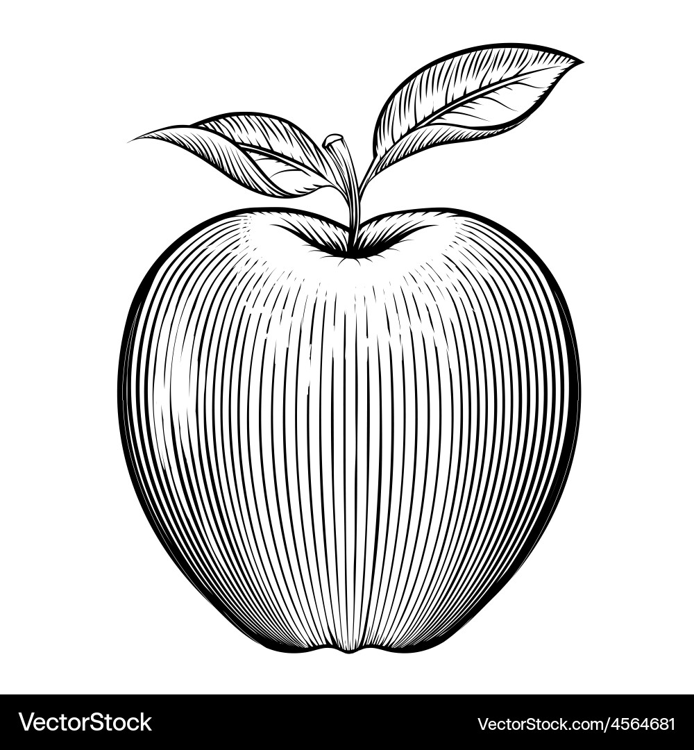 Engraving apple Royalty Free Vector Image - VectorStock