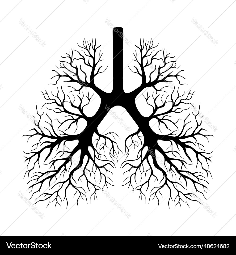 Human lungs Royalty Free Vector Image - VectorStock