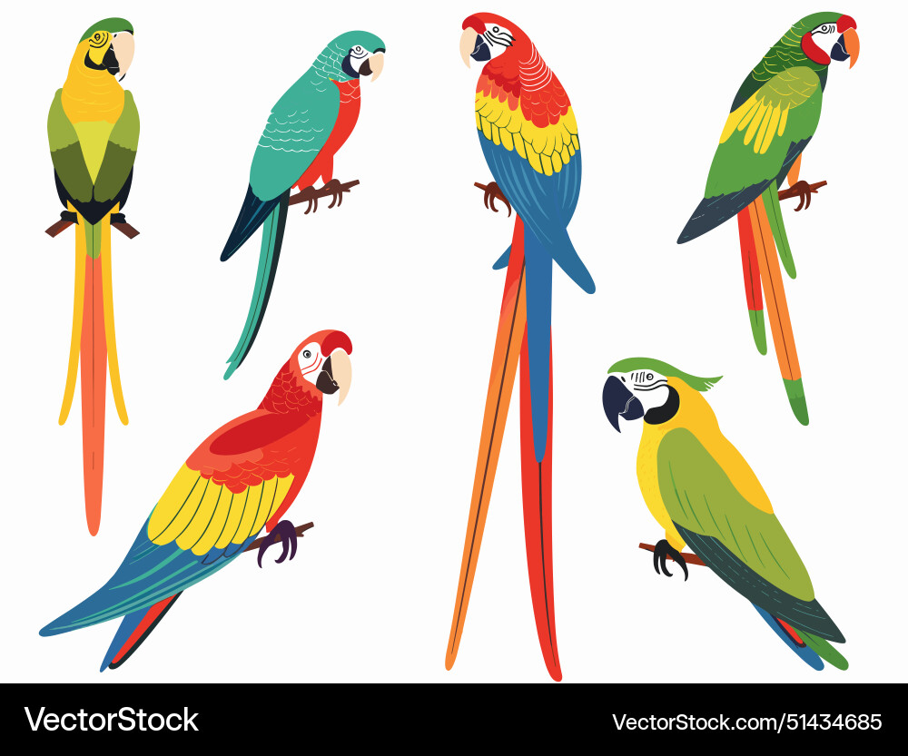 Colorful parrots various poses tropical bird Vector Image