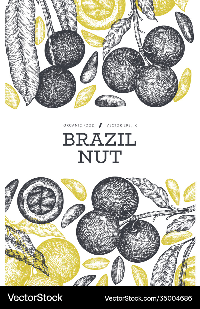 Hand drawn brazilian branch and kernels Royalty Free Vector