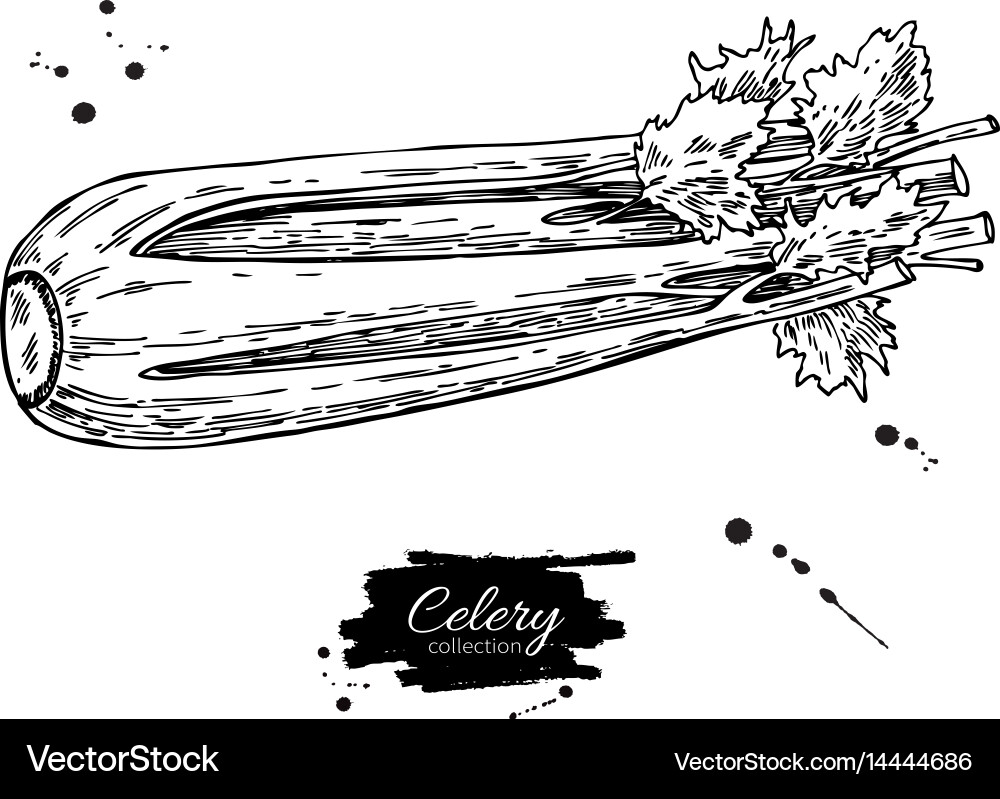 Celery Stalk Drawing