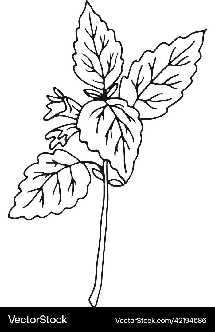 Peppermint Plant Botanical Drawing Royalty Free Vector Image