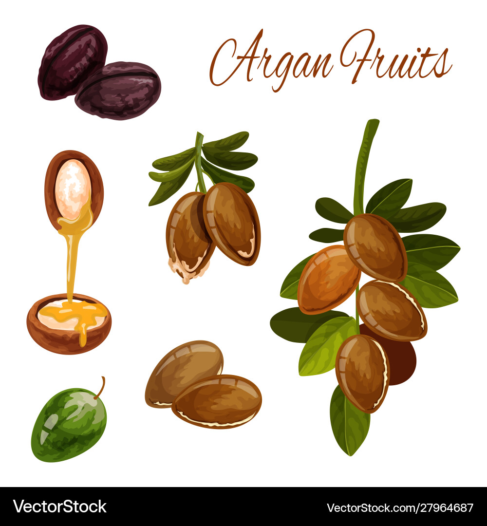 Argan Tree Vector Images (over 370)