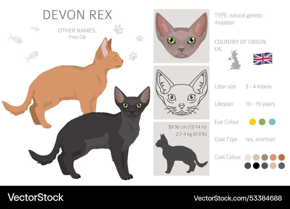 Devon rex cat clipart all coat colors set Vector Image