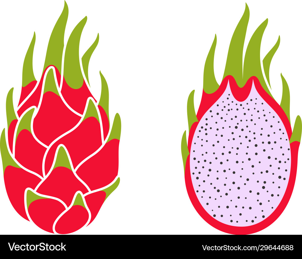 Dragon fruit Royalty Free Vector Image - VectorStock