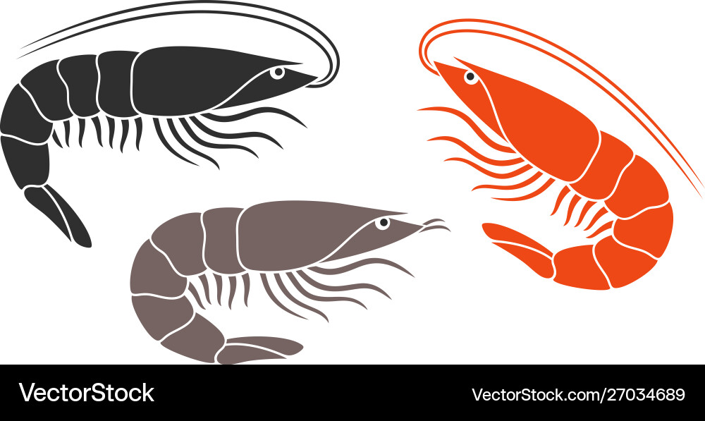 Shrimp set Royalty Free Vector Image - VectorStock