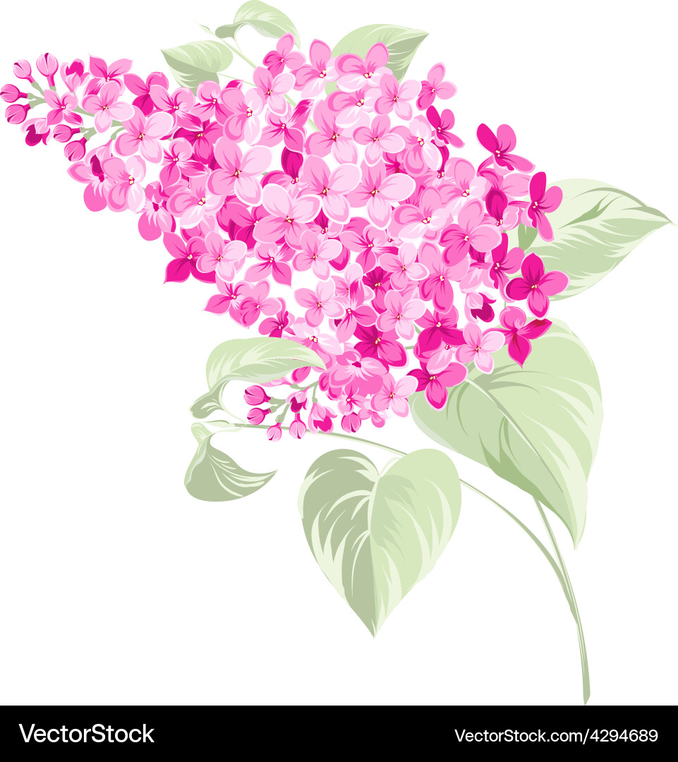 Spring syringa flowers background Royalty Free Vector Image