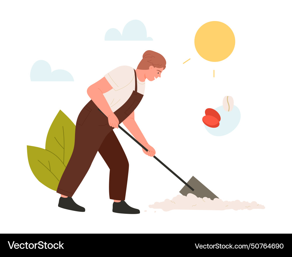 Drying coffee beans process Royalty Free Vector Image