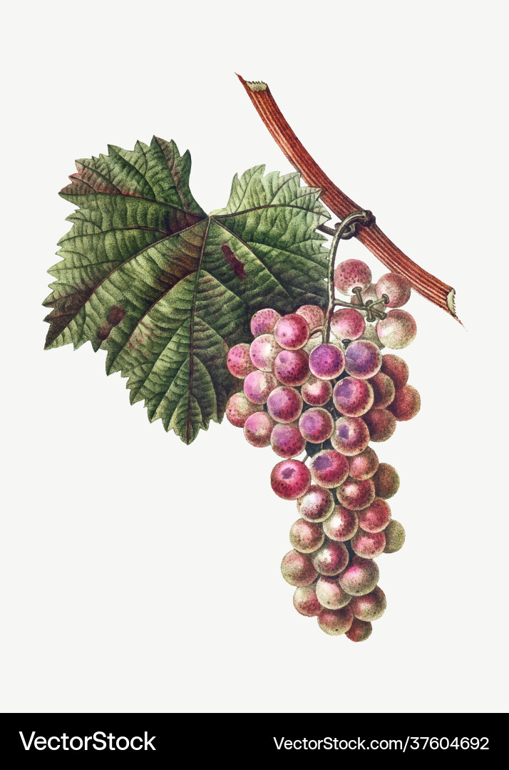 Grape cluster Royalty Free Vector Image - VectorStock