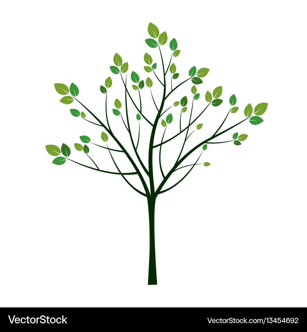 Young spring tree Royalty Free Vector Image - VectorStock