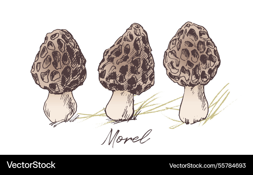 Morel mushroom sketch drawing Royalty Free Vector Image