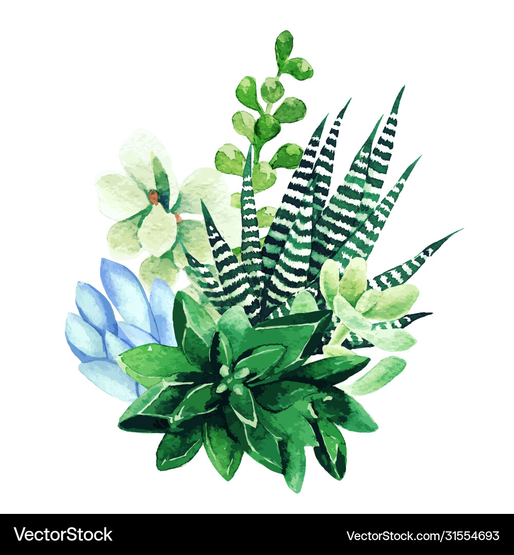 Watercolor Succulent Bouquet Royalty Free Vector Image