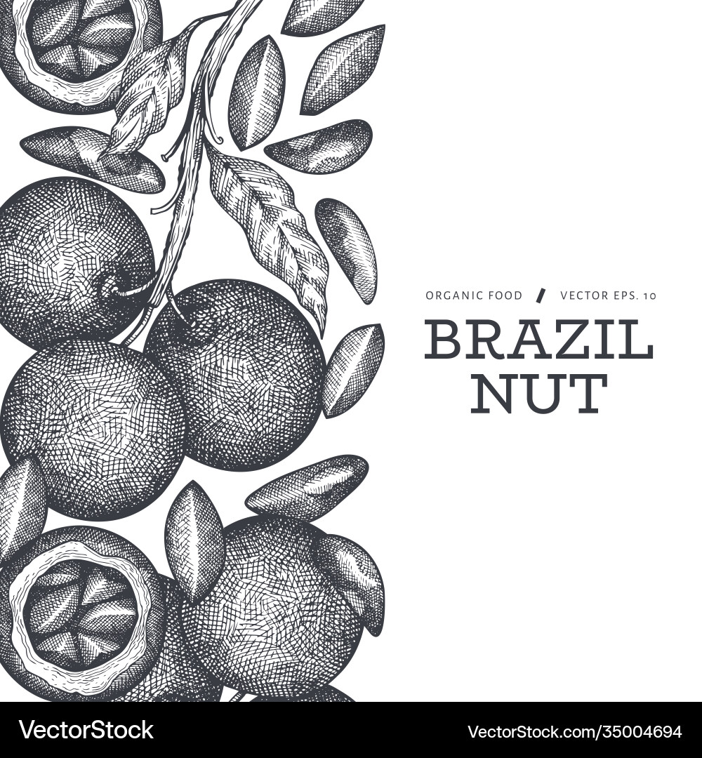 Hand drawn brazilian branch and kernels Royalty Free Vector