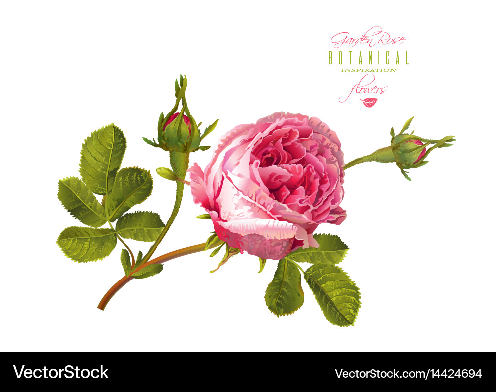 Rose realistic Royalty Free Vector Image - VectorStock