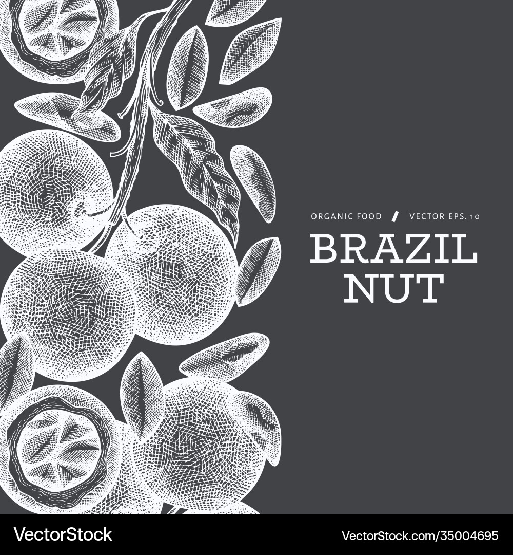 Hand drawn brazilian branch and kernels Royalty Free Vector