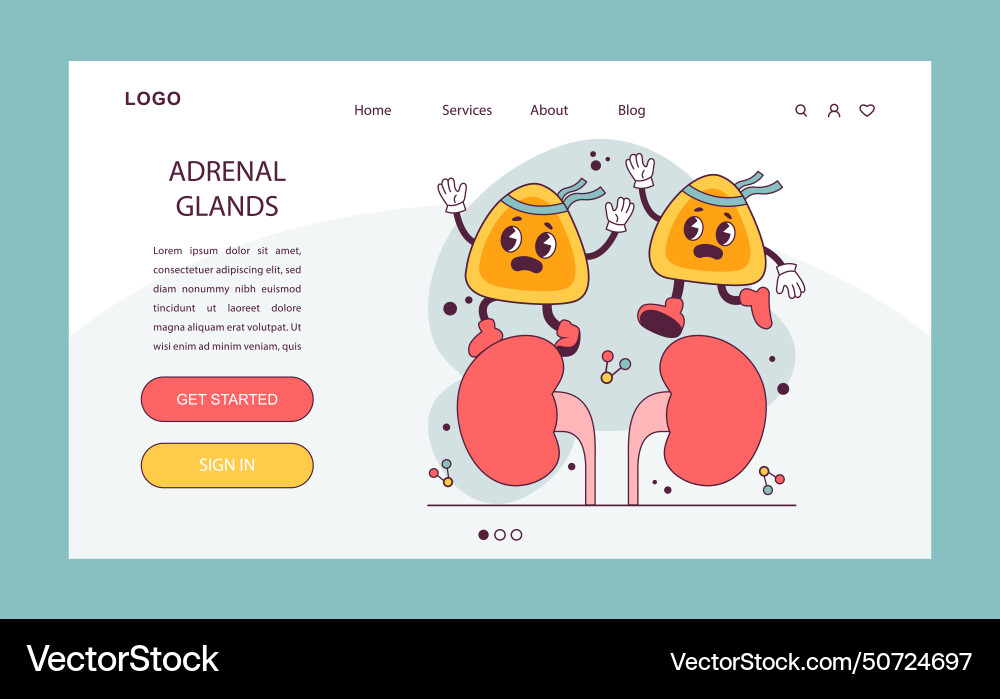 Endocrine system organ human gland function Vector Image