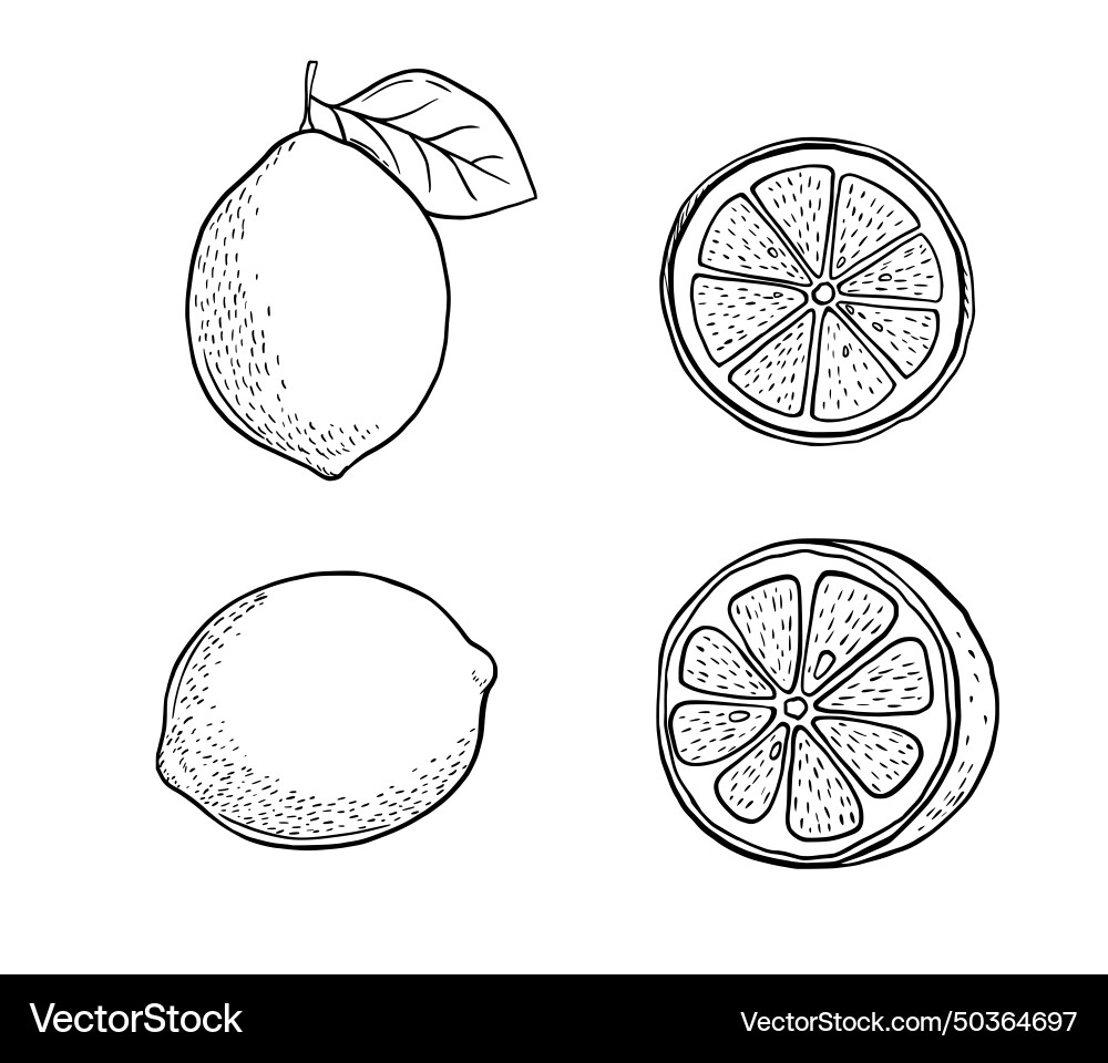 Hand drawn etching slice lemon set fruit cut Vector Image