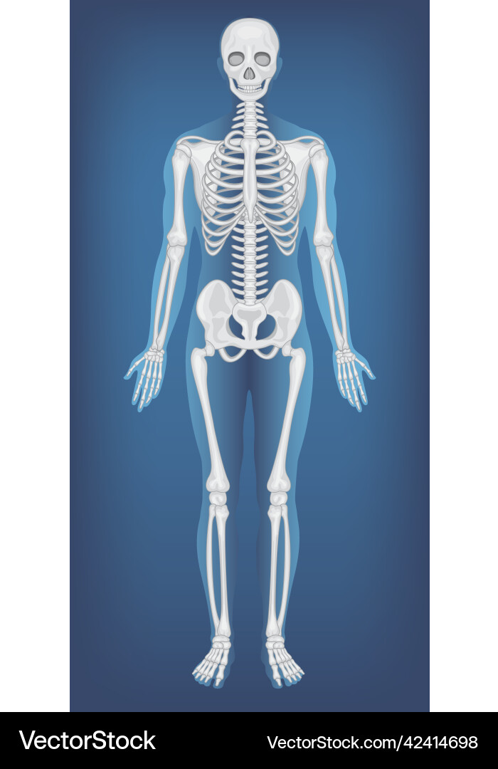 Skeleton Structure Of Human Body - Infoupdate.org