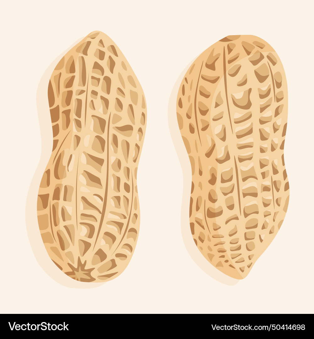 Peanuts in shell two different shapes Royalty Free Vector