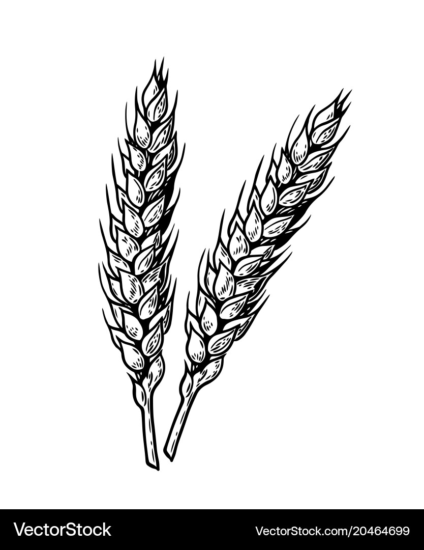 Wheat Royalty Free Vector Image - VectorStock