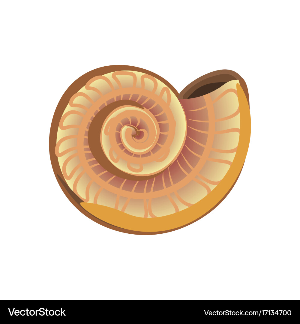 Curled shiny glossy nacreous seashell with unusual