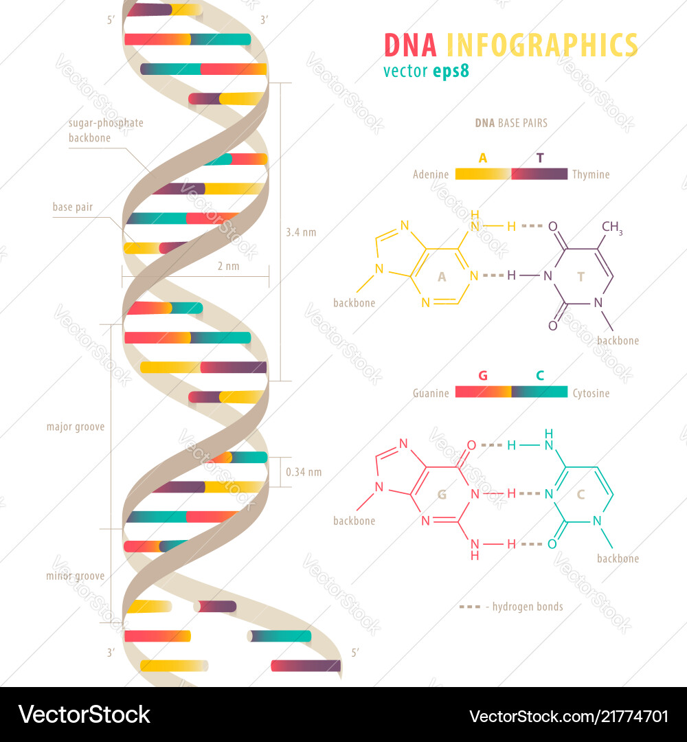 DNA Structure Infographic Royalty Free Vector Image