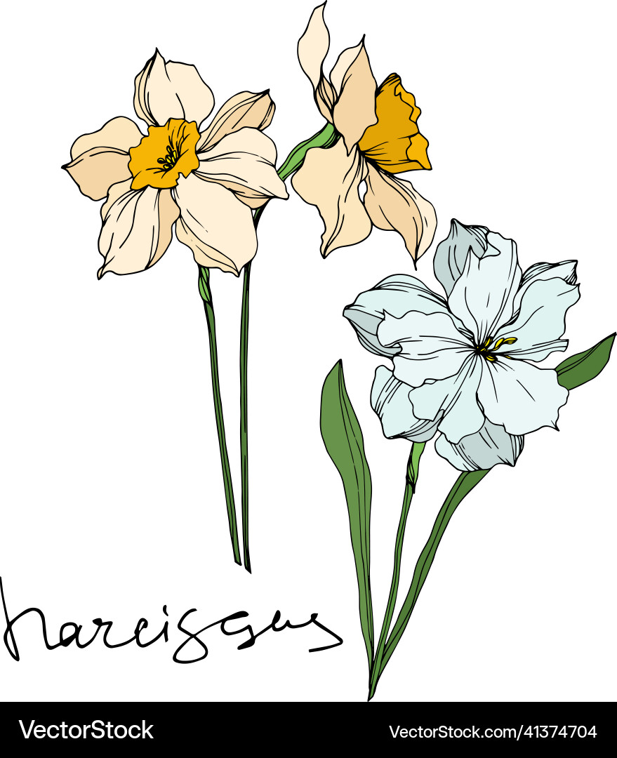 Narcissus floral botanical flowers black Vector Image