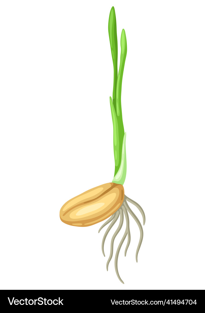 Sprouted Seed Germination Royalty Free Vector Image