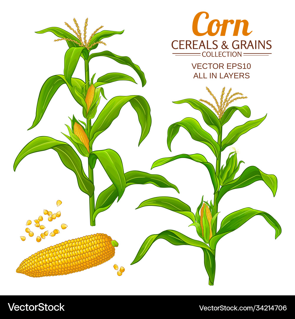 Corn plant set on white background Royalty Free Vector Image