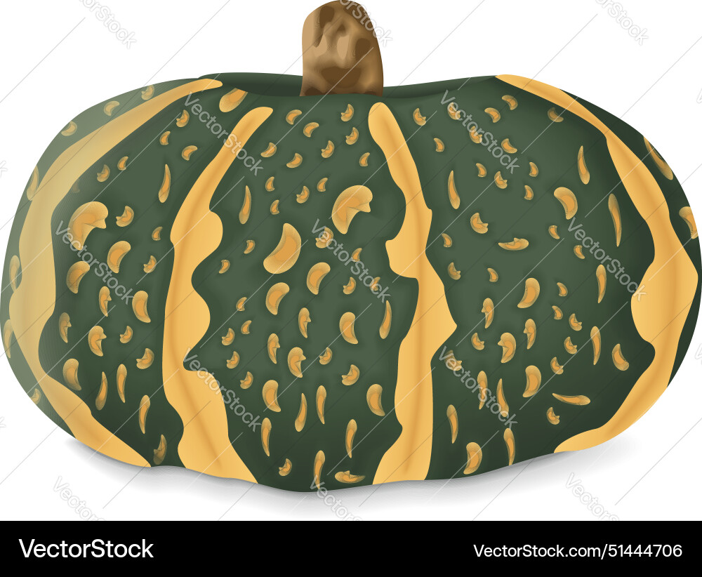 Delica winter squash Royalty Free Vector Image