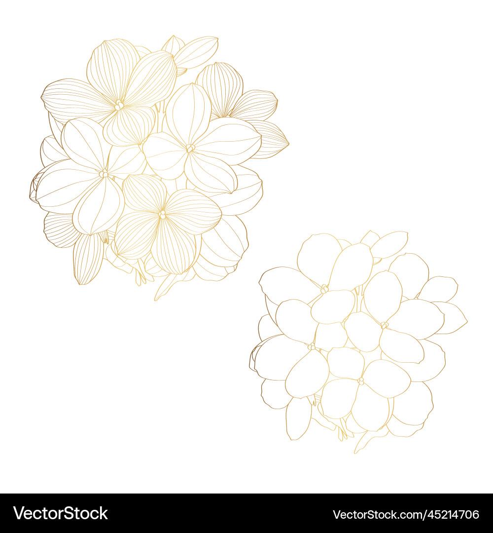 Hand draw golden line hydrangea flowers Royalty Free Vector
